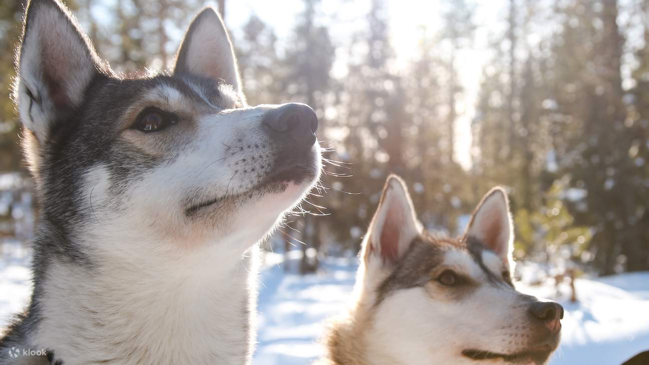 Wild run husky safari tour in Rovaniemi - Klook Canada