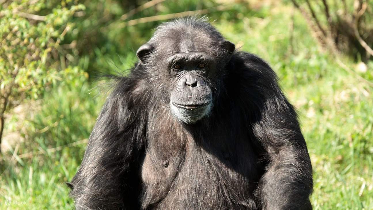 ZSL Whipsnade Zoo ticket - Klook Philippines