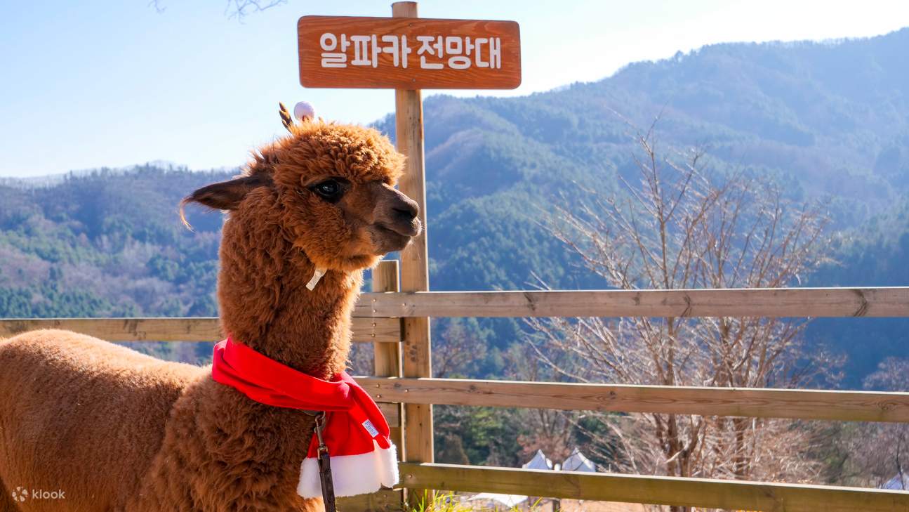 Alpaca World + Garisan Zipwire Day Tour from Seoul - Klook Hong Kong