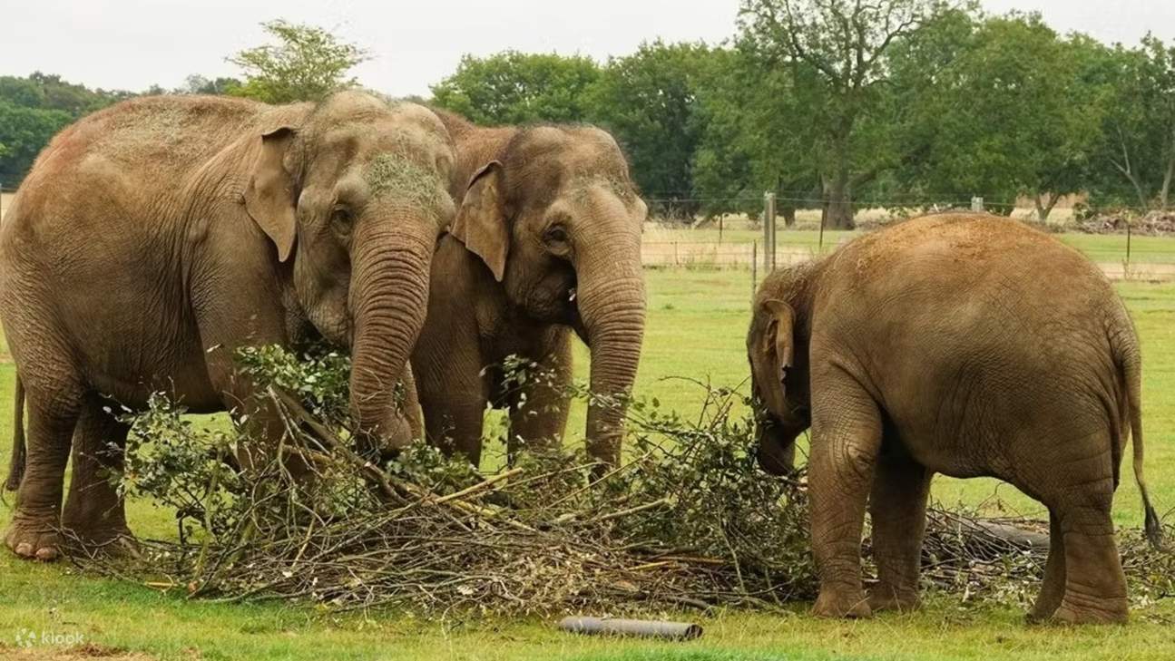 ZSL Whipsnade Zoo ticket - Klook India