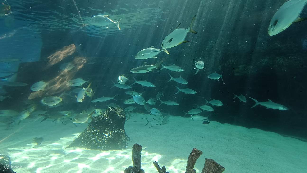 Anjo World Theme Park and Cebu Ocean Park Day Tour - Klook Philippines