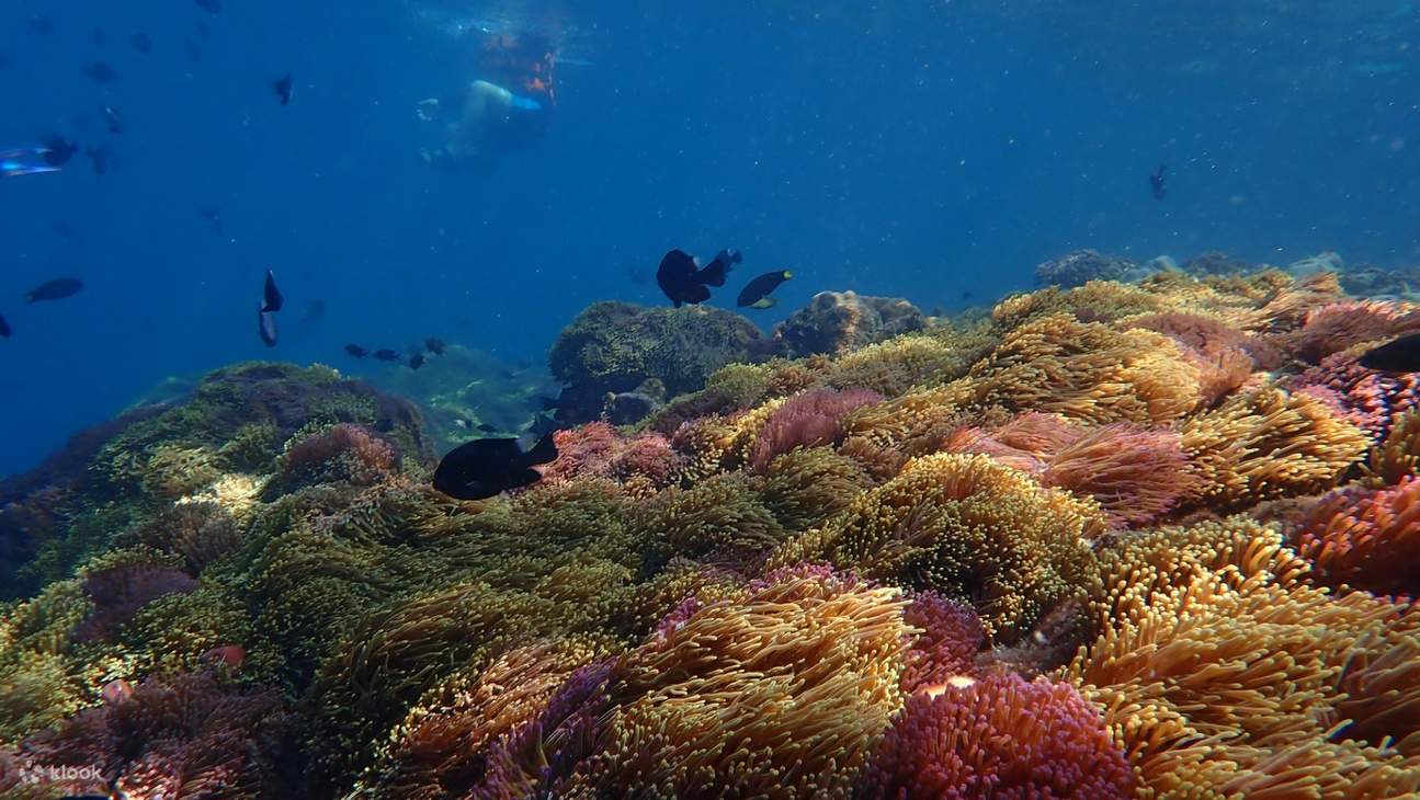 Koh Ran Ped and Koh Ran Kai snorkeling tour from Chumphon by speed boat ...