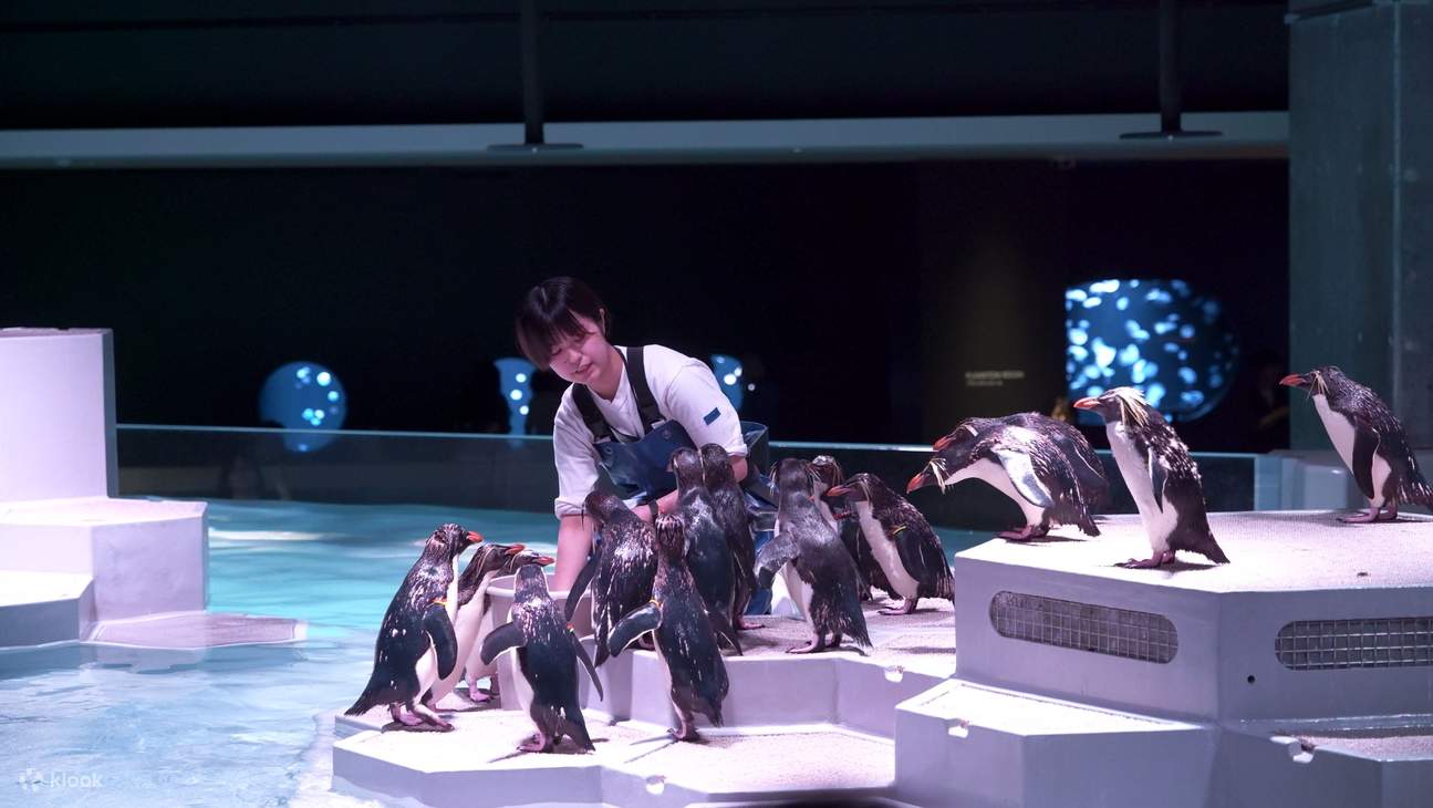 AOAO SAPPORO水族館（北海道） | Klook