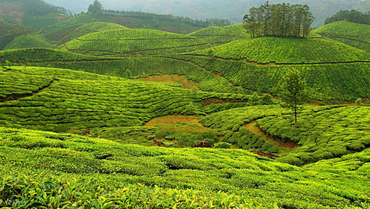 Munnar Hiking Experience, India - Klook Estados Unidos