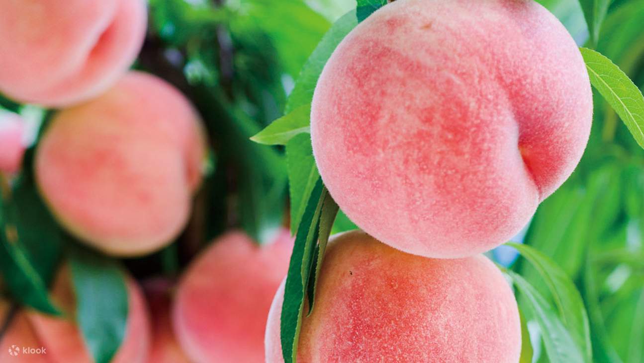 Yamagata Fruit Picking Experience & Ginzan Onsen Day Trip (From Sendai ...