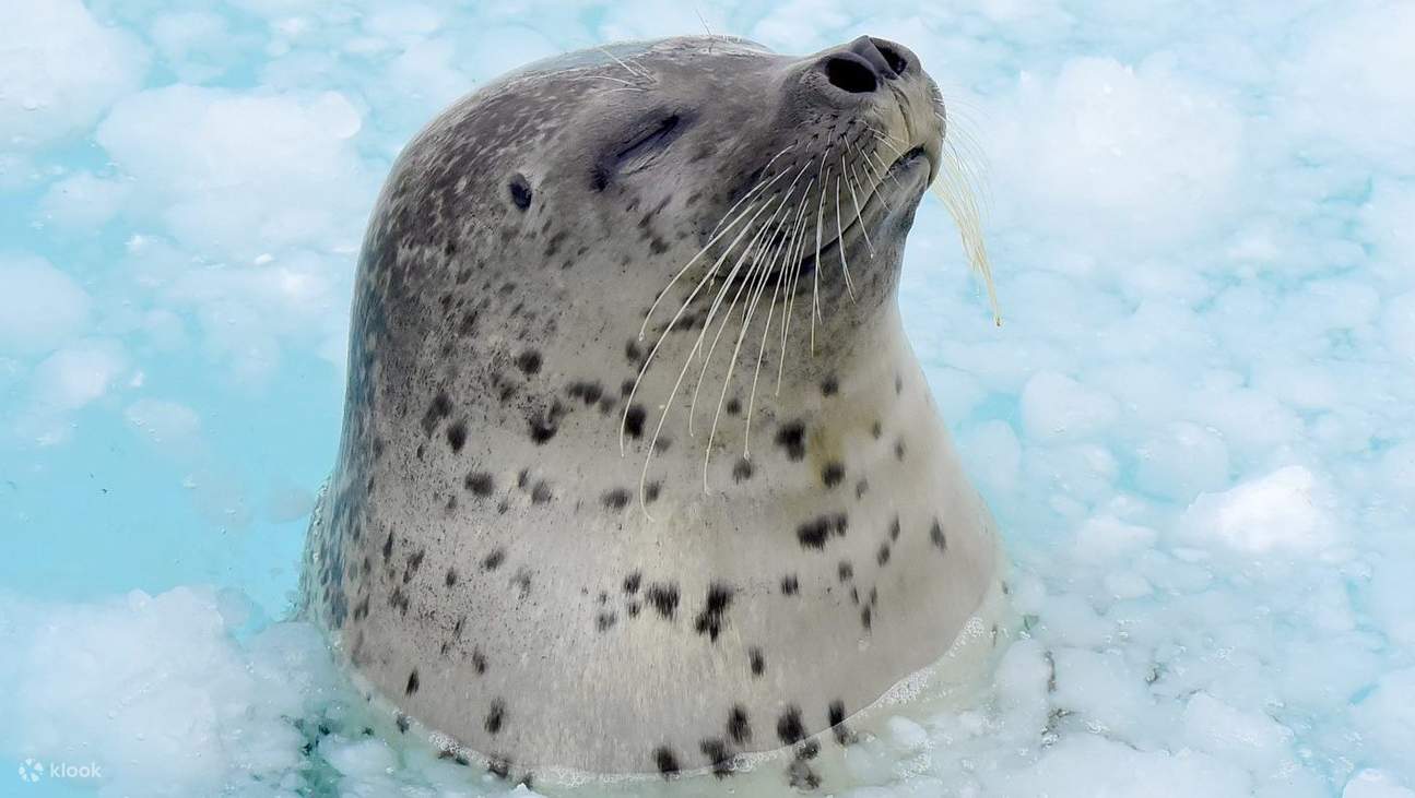Otaru Aquarium Admission - Klook