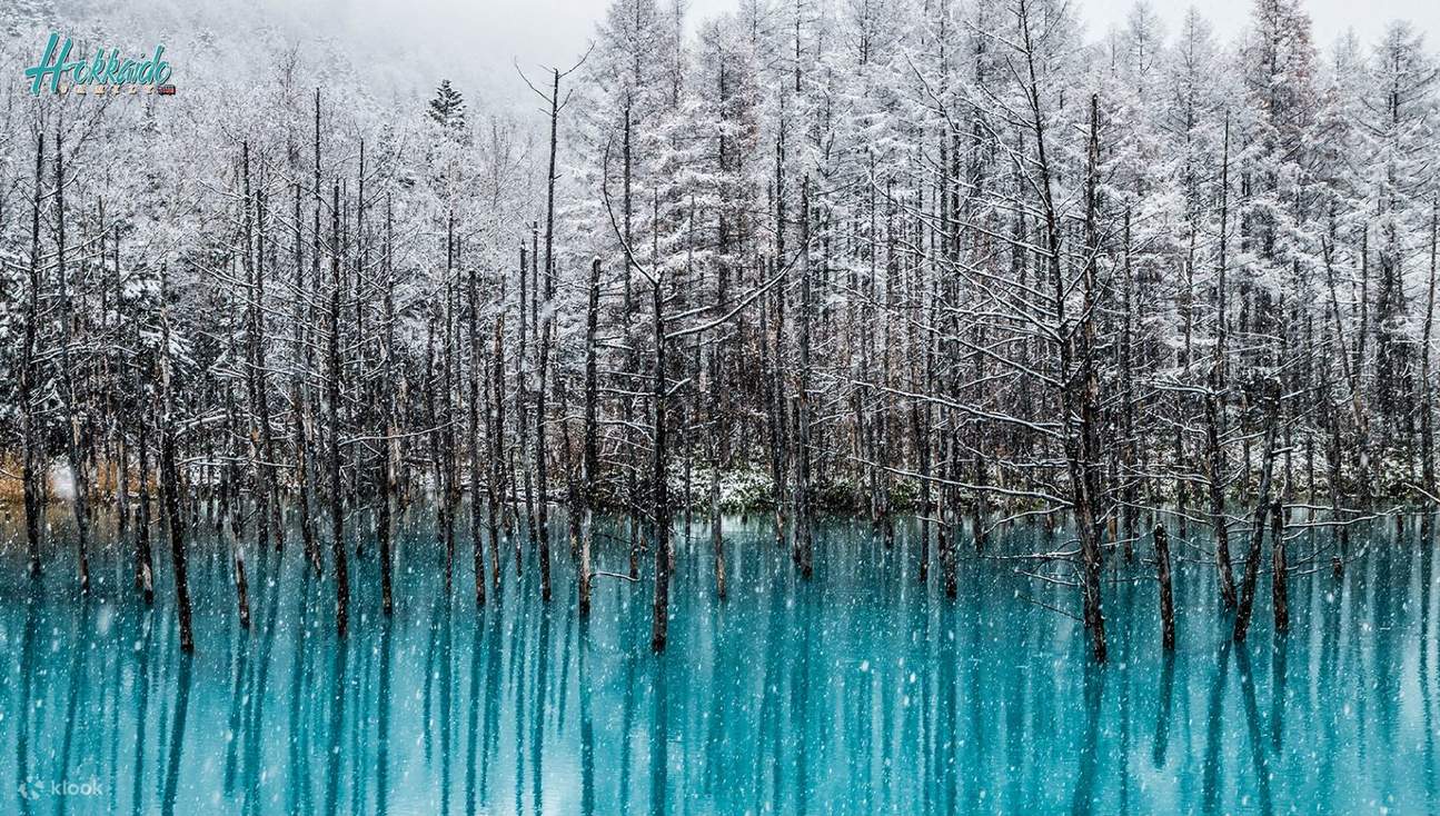 Hokkaido Asahikawa-Furano Day Trip | Asahikawa Zoo - Biei Instagram ...