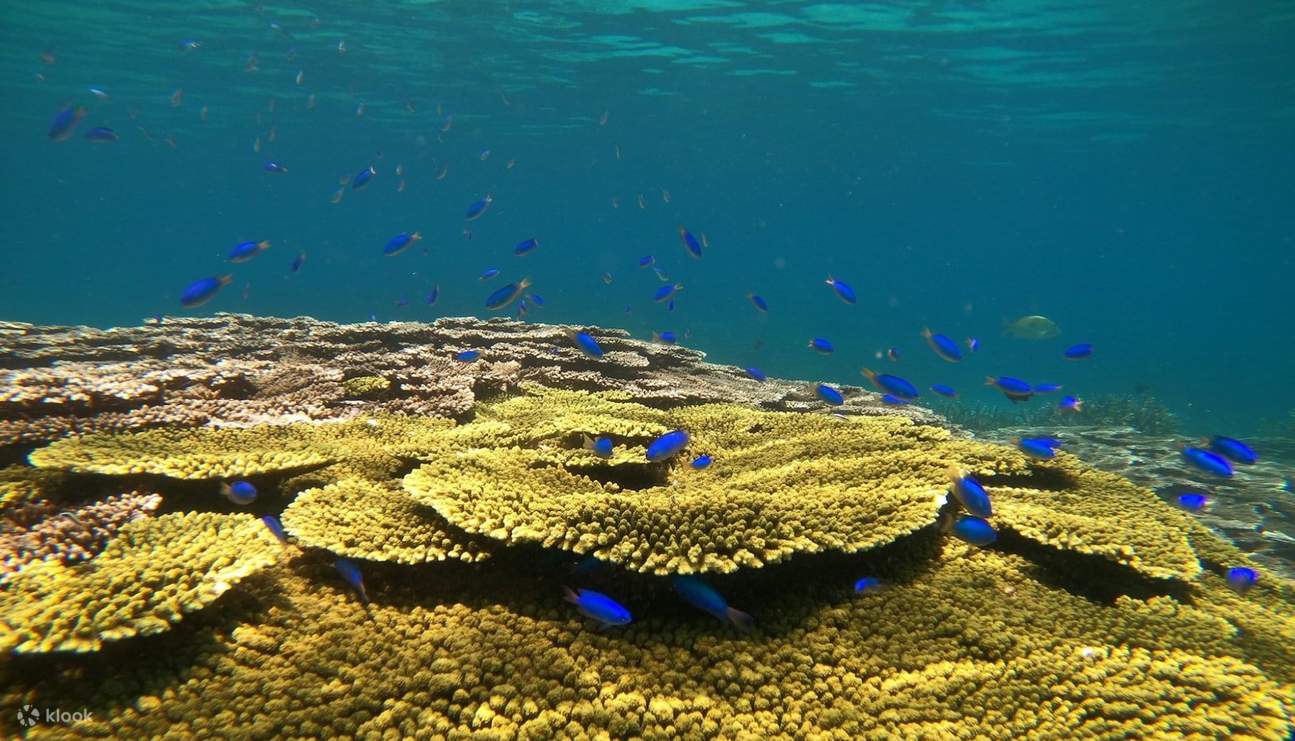 Penghu Island Hopping: Dongyuping Island Coral Reef Snorkeling & Qimei ...