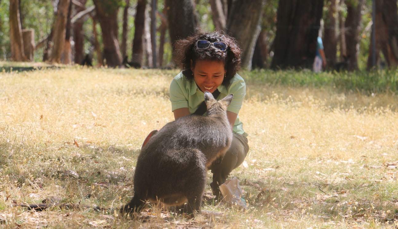 Cleland Wildlife Park Self Guided Tour from Adelaide - Klook