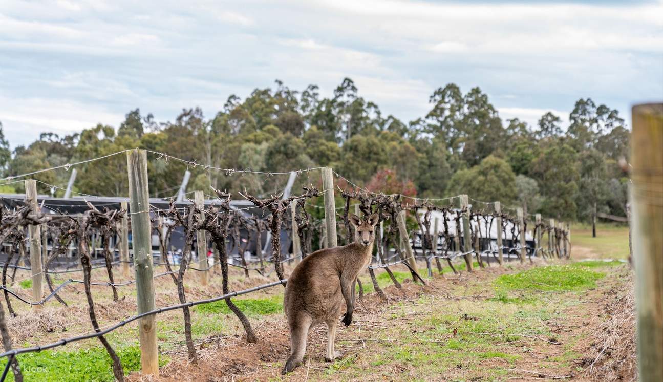 Hunter Valley Day Tours and Experiences - Klook