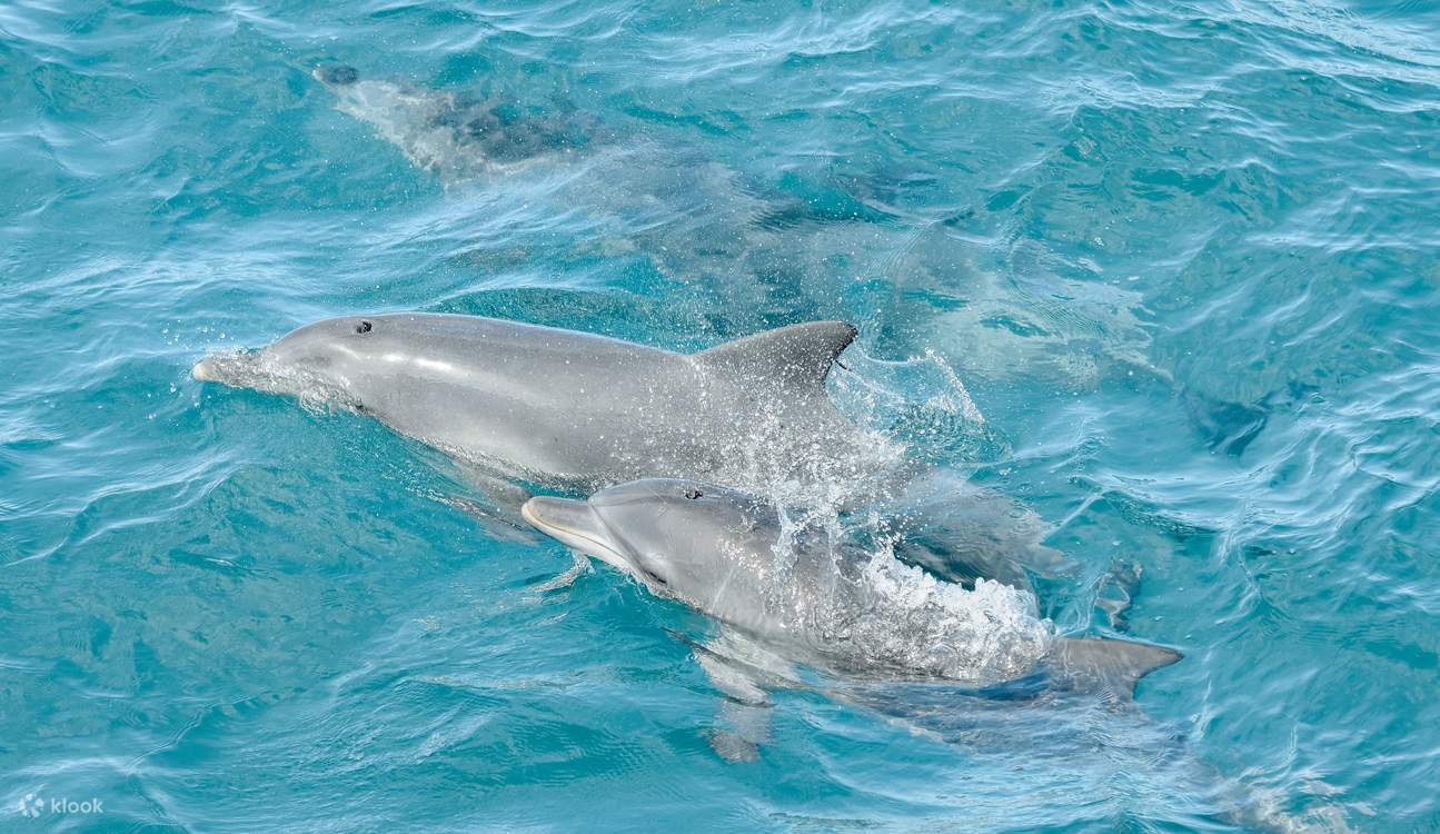 Dolphin Watch Cruise and Port Stephens Join In Day Tour - Klook Hong Kong