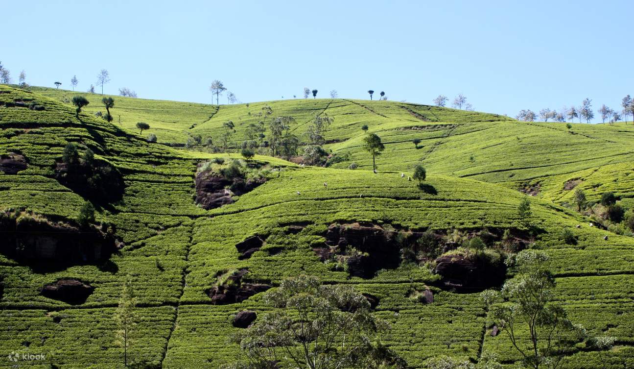 Nuwara Eliya 2 Day Tour dan World's End Hike dari Colombo - Klook Indonesia