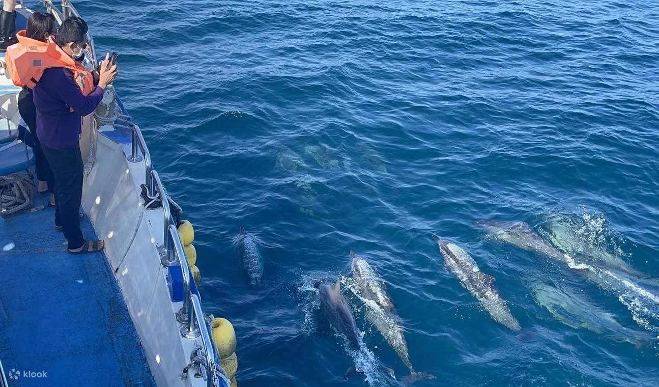 Yilan: Pendaratan Pulau Guishan & Pengamatan Paus dan Lumba-lumba ...
