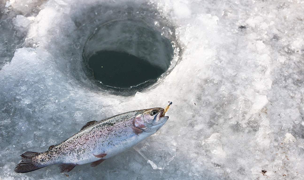 Hwacheon Sancheonfish Ice Festival & Eobi Ice Valley Tour from Seoul ...