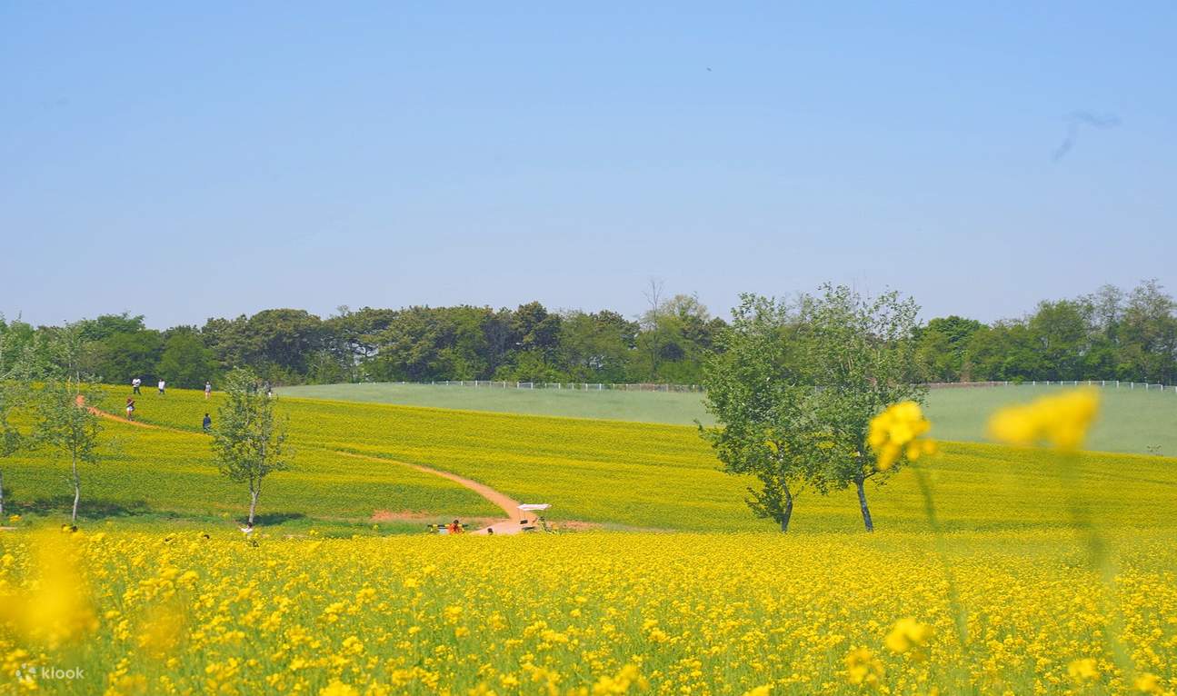 Anseong Farmland & Starlight Garden Universe One Day Tour - Klook ...