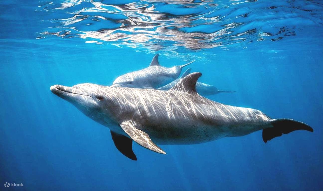 Terokai Laut Merah: Lawatan Bot Memerhati Dolphin dengan Snorkeling ...