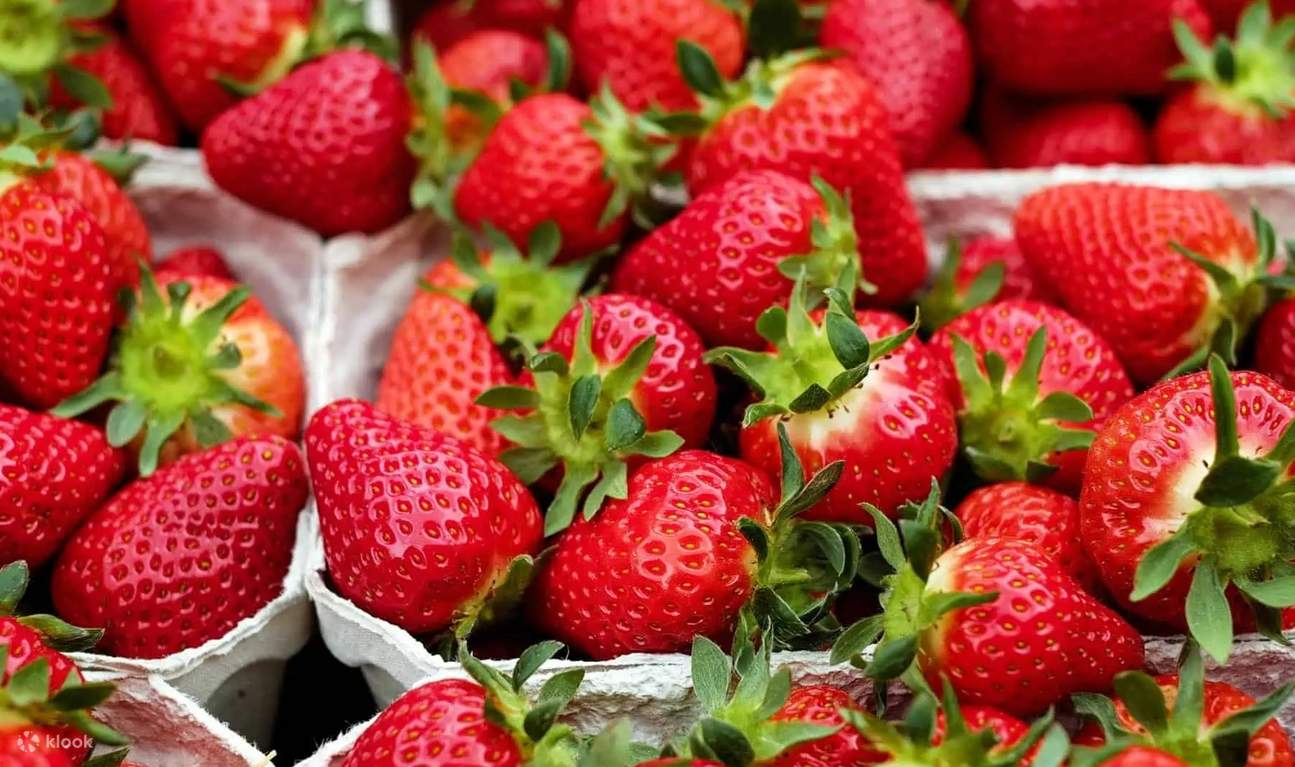 Private Car Charter from Seoul: Pocheon Art Valley, Herbland, Nizimori ...