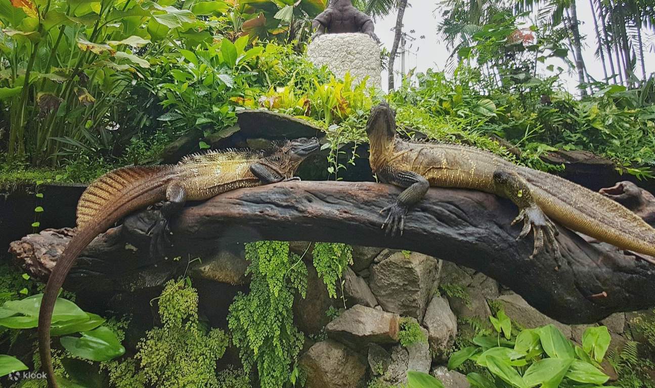 Toegangsbewijs Bali Reptile Park in Bali, Indonesië - Klook Verenigde ...