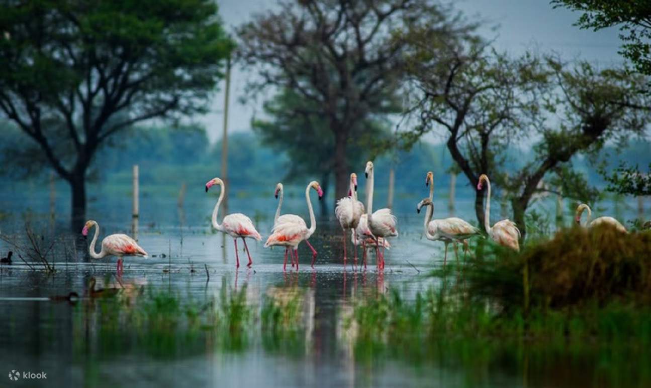 Same Day Trip of Bharatpur Bird Sanctuary from Jaipur - Klook Hong Kong