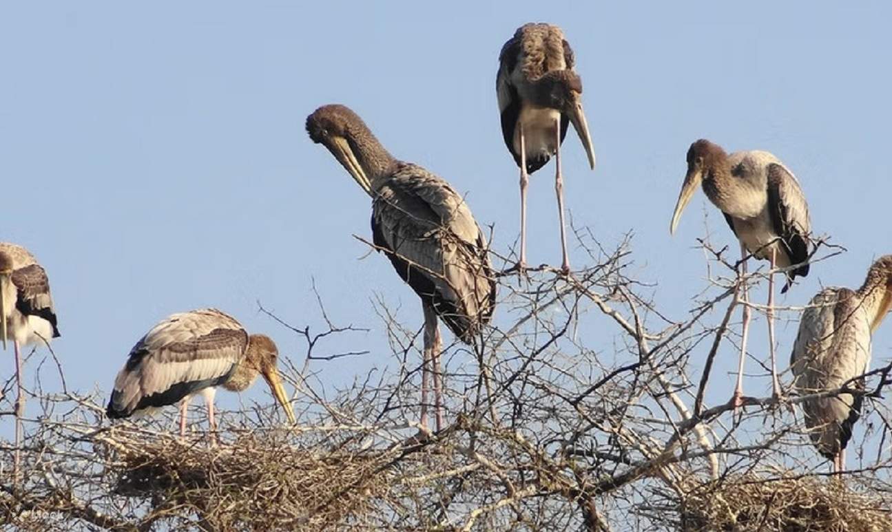 Same Day Trip of Bharatpur Bird Sanctuary from Jaipur - Klook