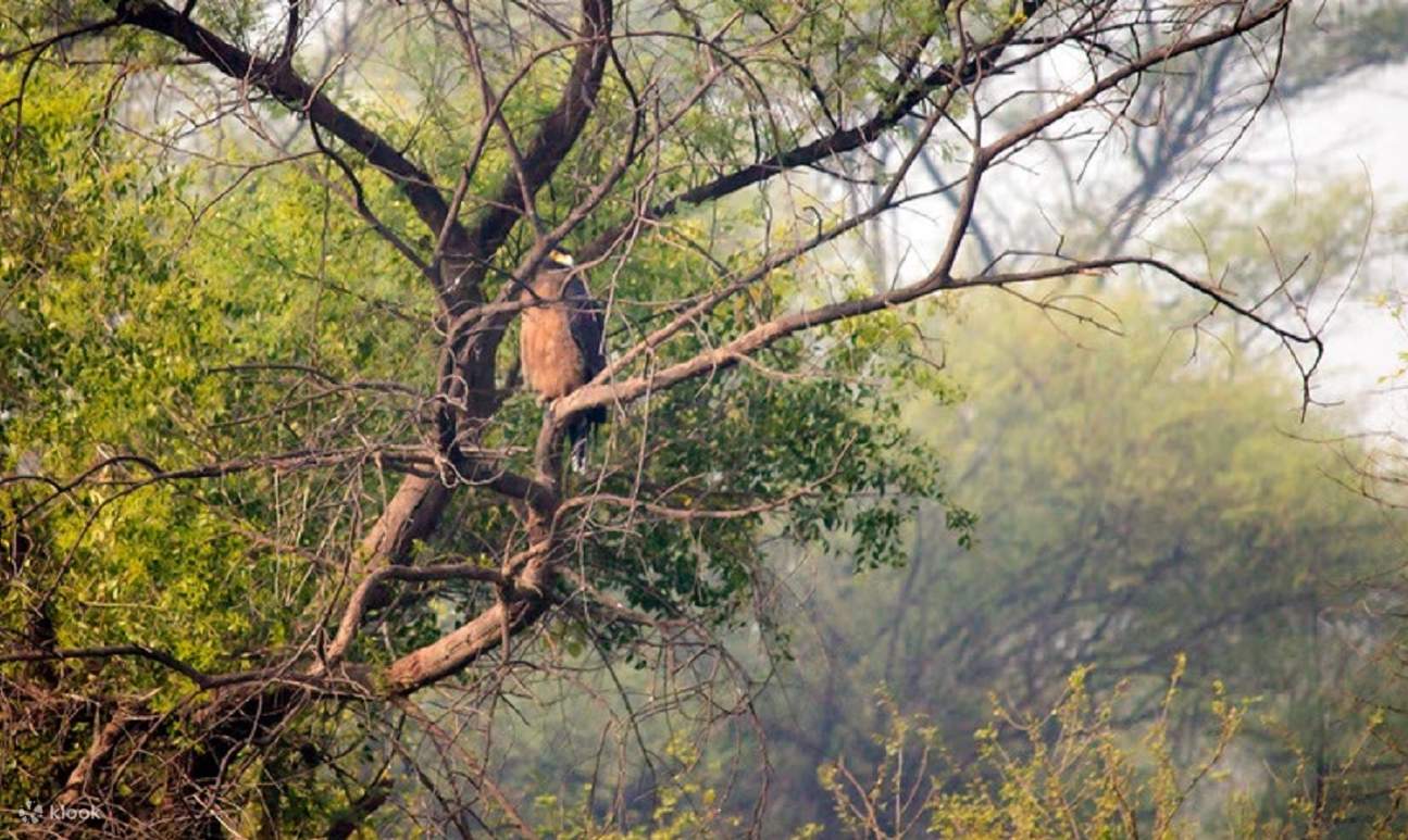 Same Day Trip of Bharatpur Bird Sanctuary from Jaipur - Klook