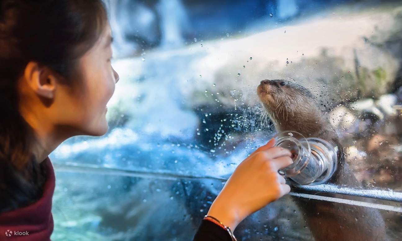 Changfeng Ocean World Admission Ticket in Shanghai - Klook