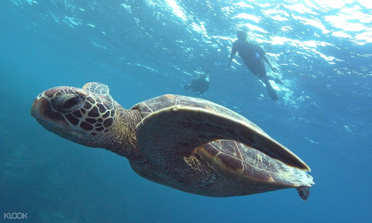 Snorkeling and Sea Turtle Watching Experience in Guam - Klook UK