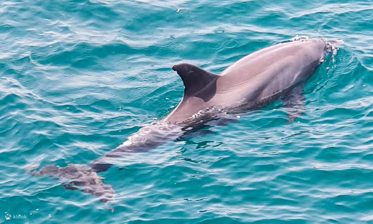 Dolphin House Snorkeling and Swimming with Dolphins - Klook Malaysia