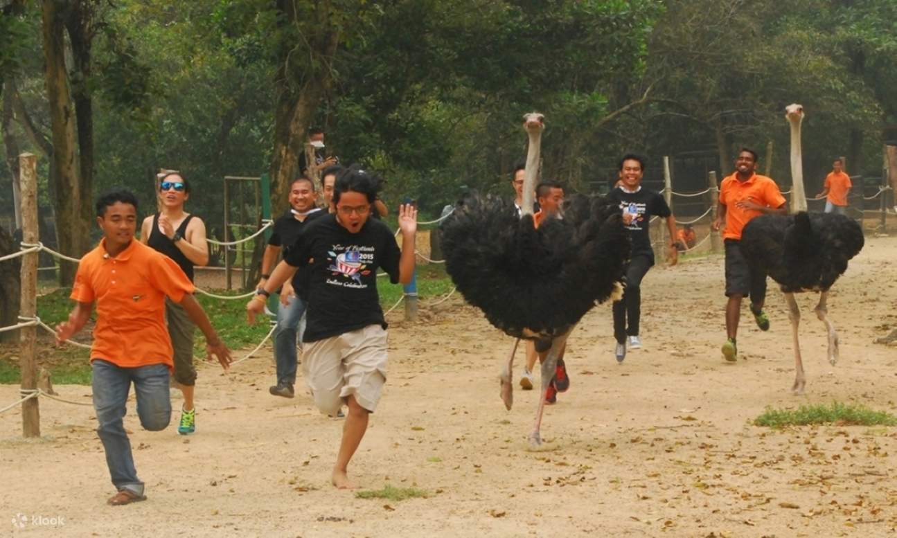 P.D. Ostrich and Pets Show Farm Ticket in Port Dickson - Klook 客路