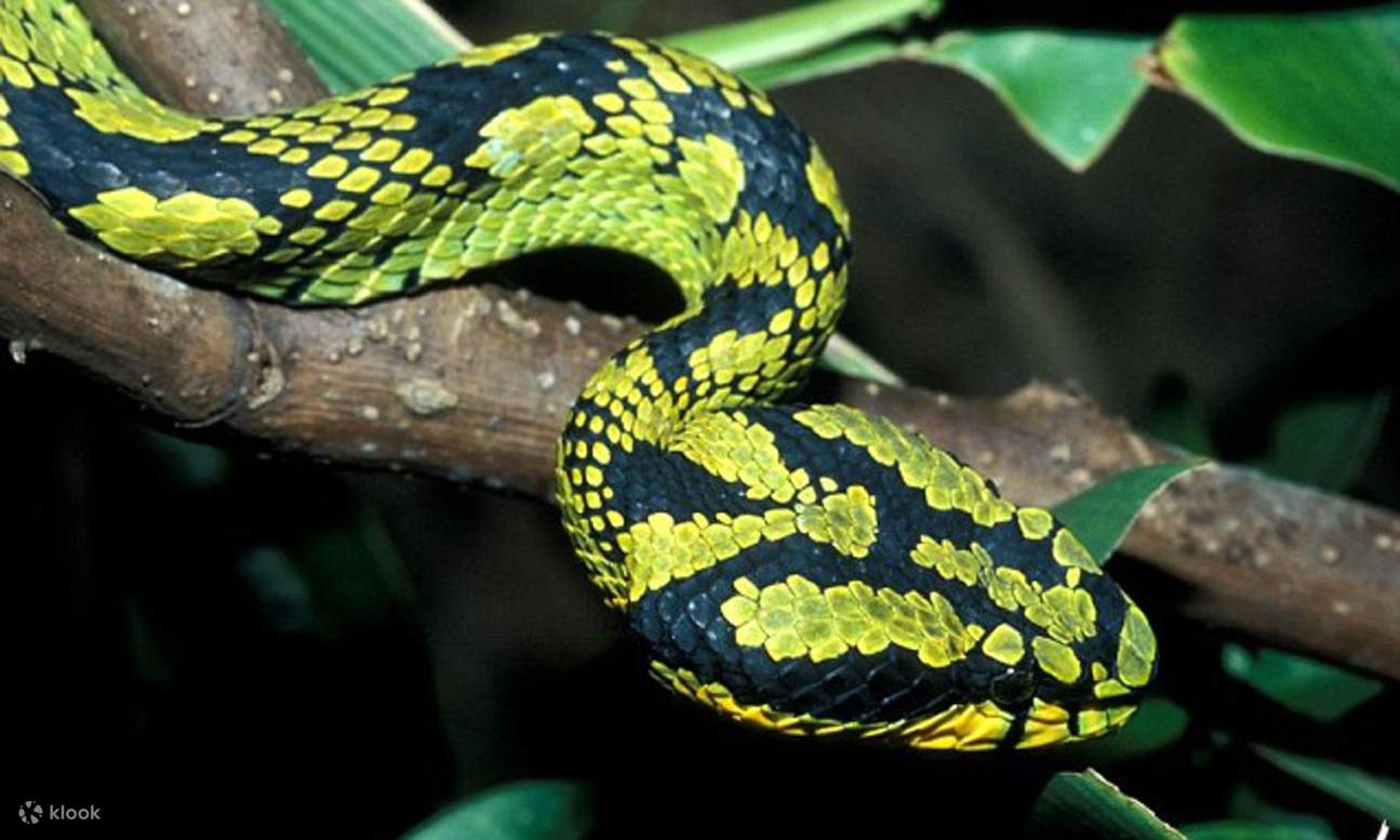 Names Of Types Of Rainforest Snakes