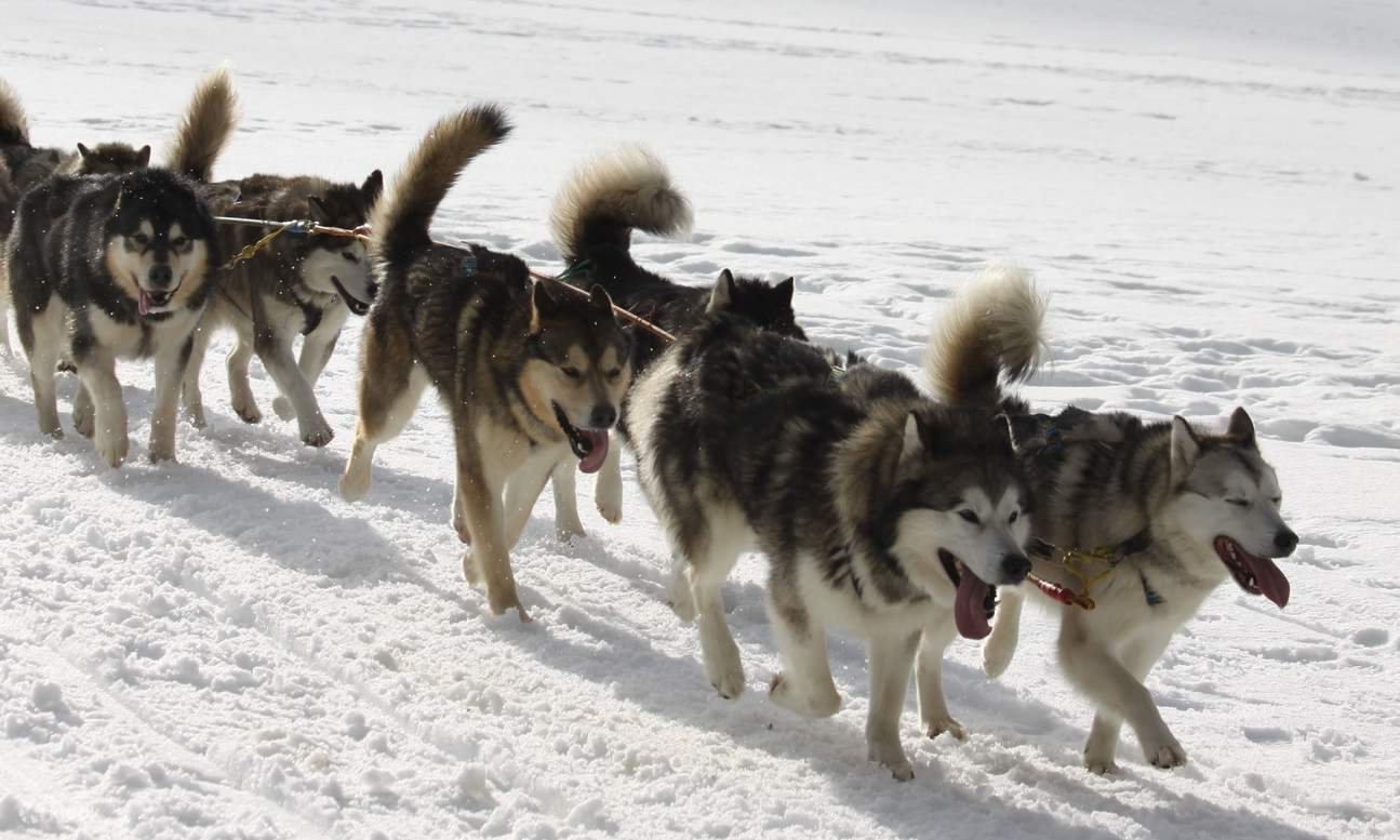 Husky Kennel Visit and Sledding Tour - Klook United States