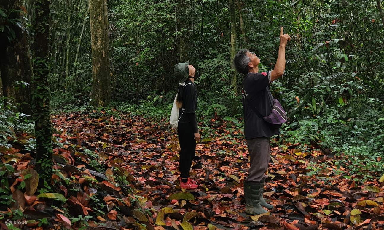Half-Day Forest Bathing Experience - Klook Philippines