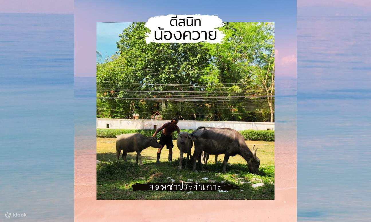 Local 2 Days 1 Night Ban Tai Community Tour in Surat Thani - Klook