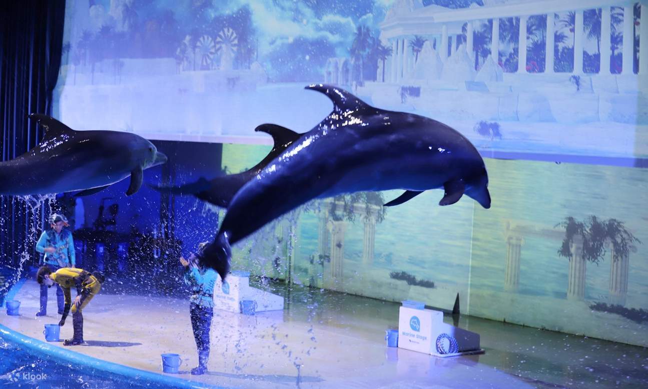 Tiket Pacific Land Marine Stage di Jeju - Klook Indonesia