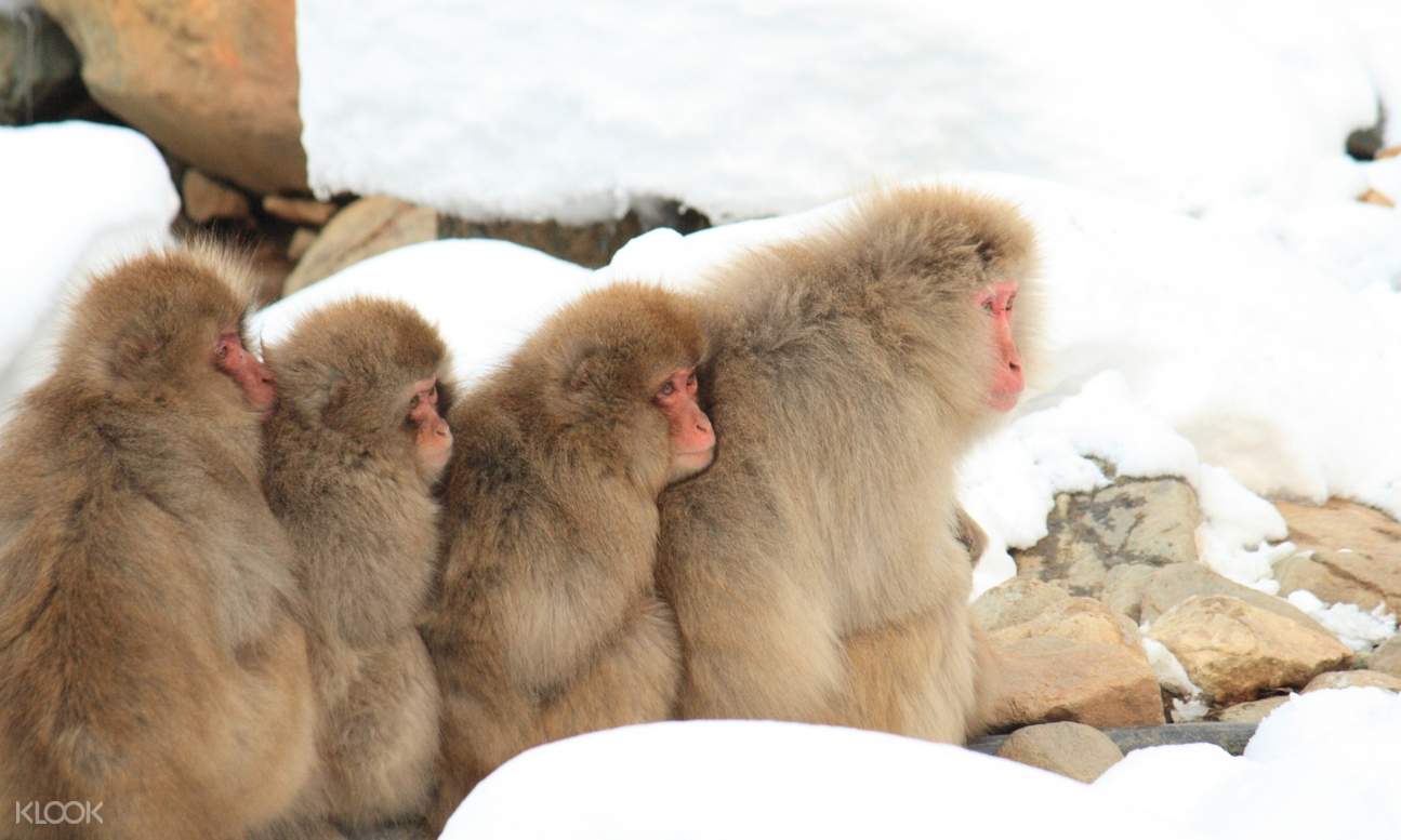 Snow Monkey Tour from Tokyo with Beef Nabe Lunch - Klook US