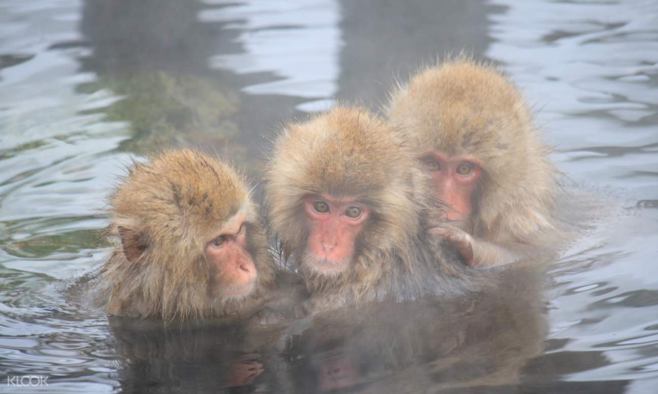 Snow Monkey Tour from Tokyo with Beef Nabe Lunch - Klook US