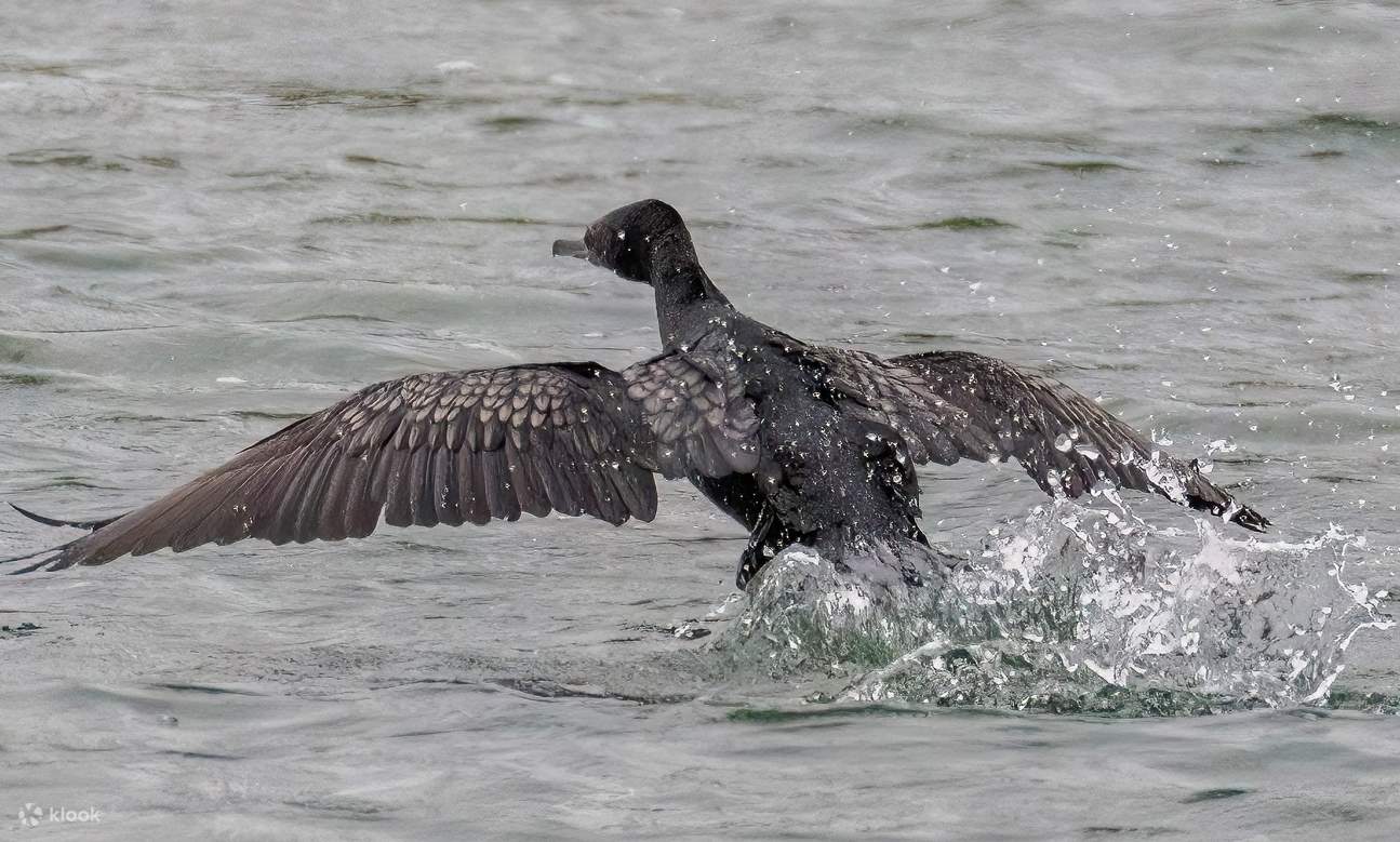 Port River Dolphin & Ships Graveyard Cruise from Port Adelaide - Klook