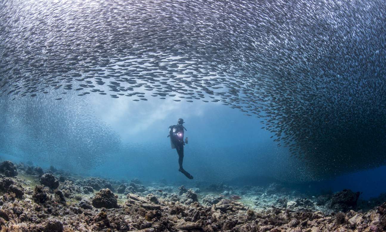 Become a PADI Enriched Air Diver in Cebu with PADI 5 Star IDC - Klook India