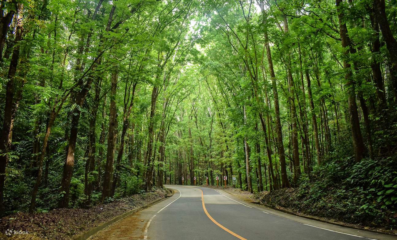 BOHOL COUNTRYSIDE TOUR with FIREFLY WATCHING - Klook