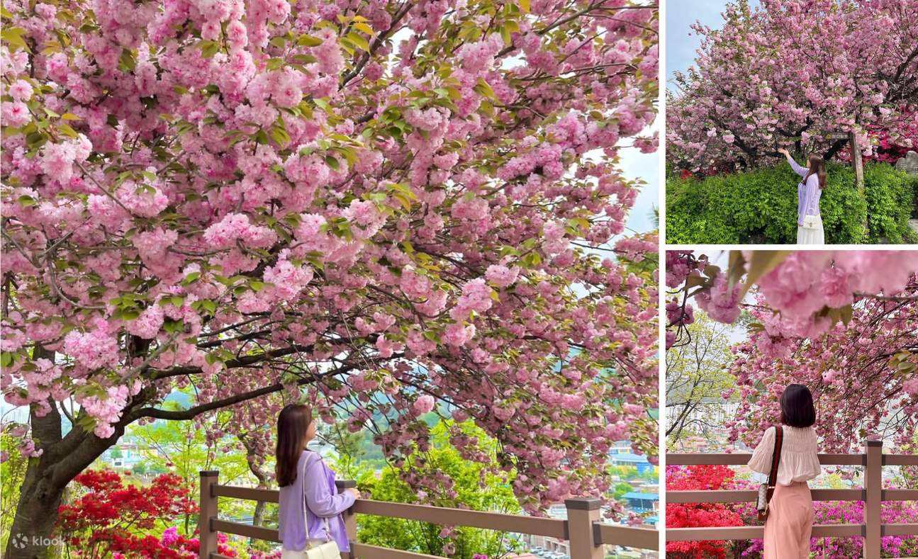 King Cherry Blossom Tour from Busan - Klook Malaysia