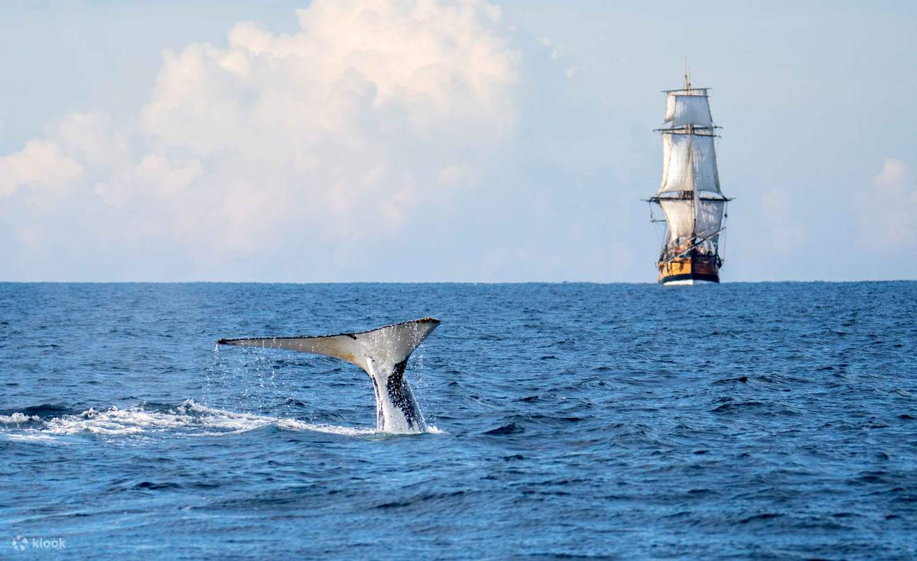 2-Hour Ocean Whale Watching Experience from Barangaroo - Klook Hong Kong
