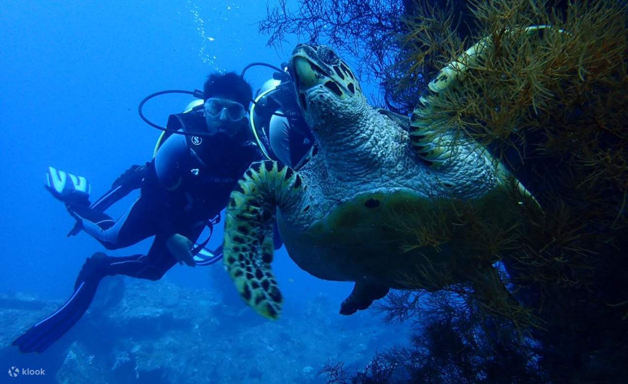 USS Liberty Shipwreck Scuba Dive by Bali Sun Tour, Indonesia - Klook ...