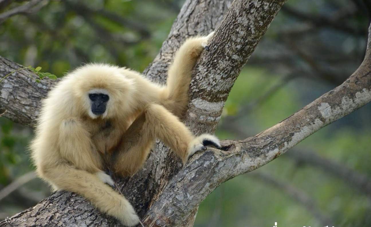 Wildlife Friends Foundation Thailand à Hua Hin - Klook France