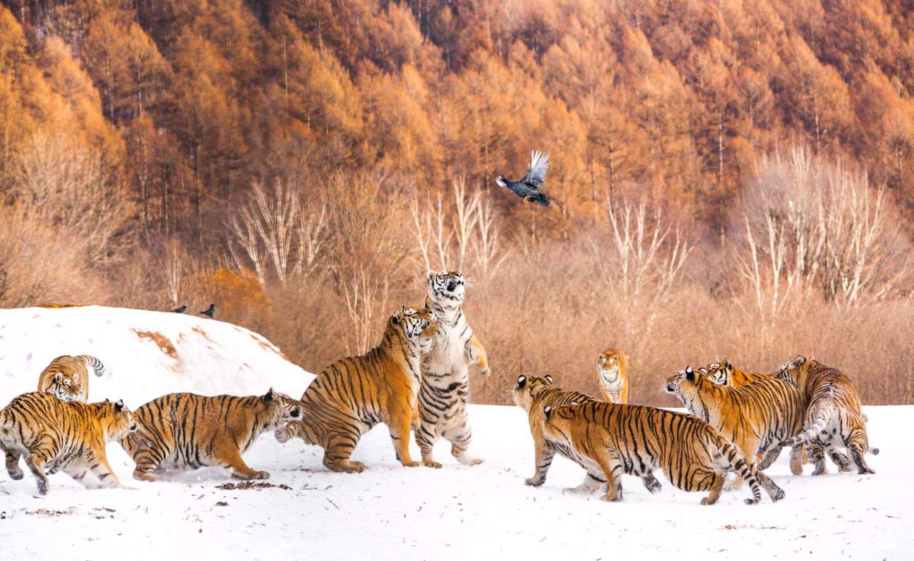 Harbin Siberian Tiger Park & Volga Manor Private Guided Day Tour ...