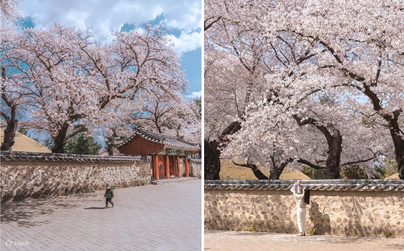Tur Musiman Gyeongju - Klook Indonesia