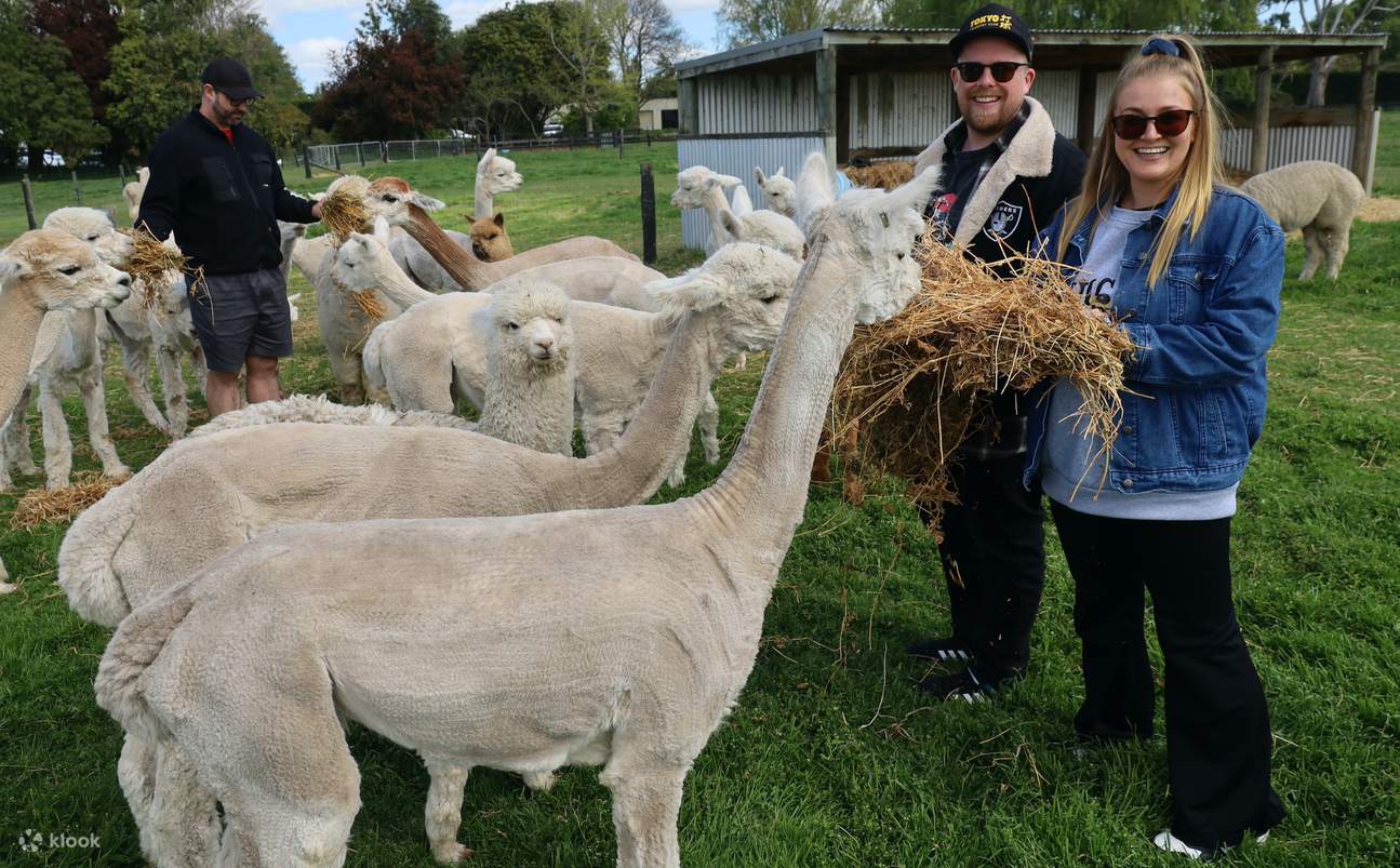 Alpaka Farm Tour - Silverstream Alpaka - Kaiapoi - Klook, Vereinigte ...