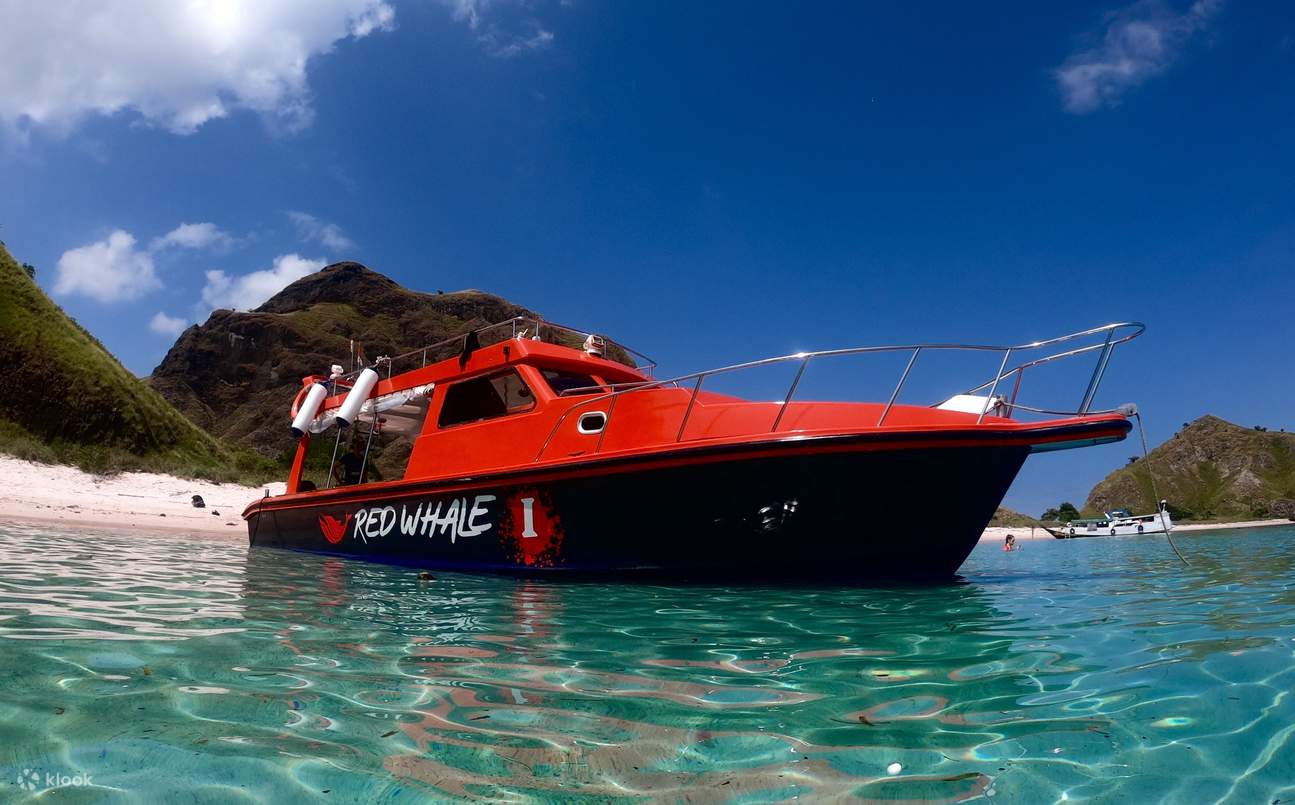 Lawatan Sehari Penuh Bot Laju Paus Merah dari Labuan Bajo - Klook ...