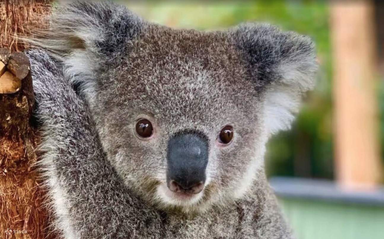 Aussie Wildlife, BBQ Lunch, Wine & Boomerang Experience - Klook ...