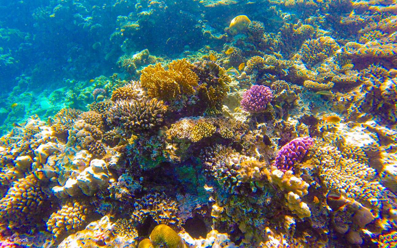 Explore the Red Sea: Snorkeling Day Tour in Hurghada with Lunch and ...