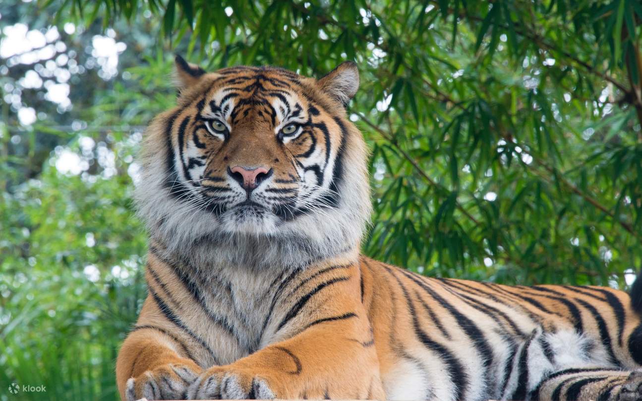 3 Nights 4 Days Chitwan National Park with Tower Night Stay - Klook